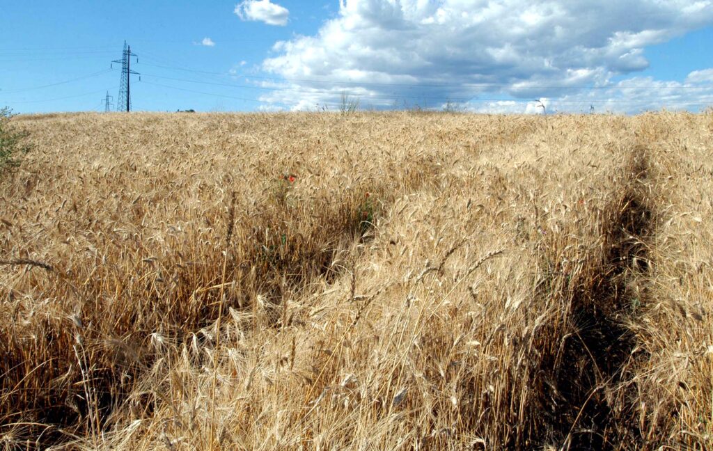 Uila-Uil, bene l'esclusione alla vendita delle terre Ismea se violati i ...